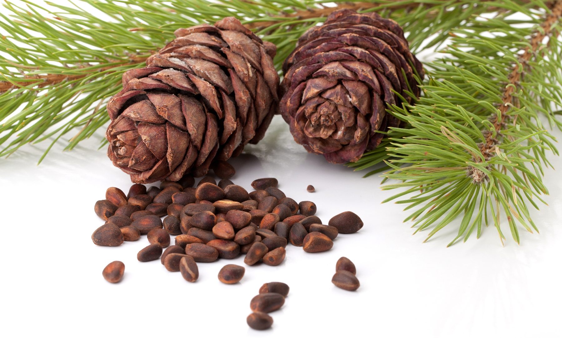 Tips for Growing Containerized Nut Trees Indoors | Tree Service Noblesville