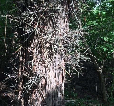 Why is My Tree Growing Spikes? | Tree Service Noblesville