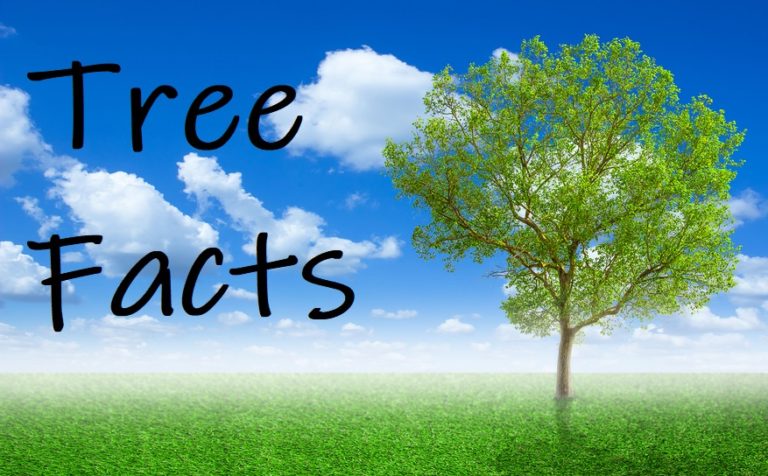 Enjoyable and Enlightening Facts About Trees | Tree Service Noblesville